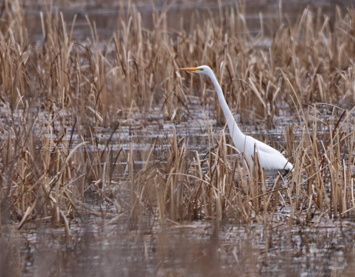 Pennsylvania Bird Atlas Checklist - 30 Mar 2024 - Dreibelbis Birding Area (formerly Julian ...