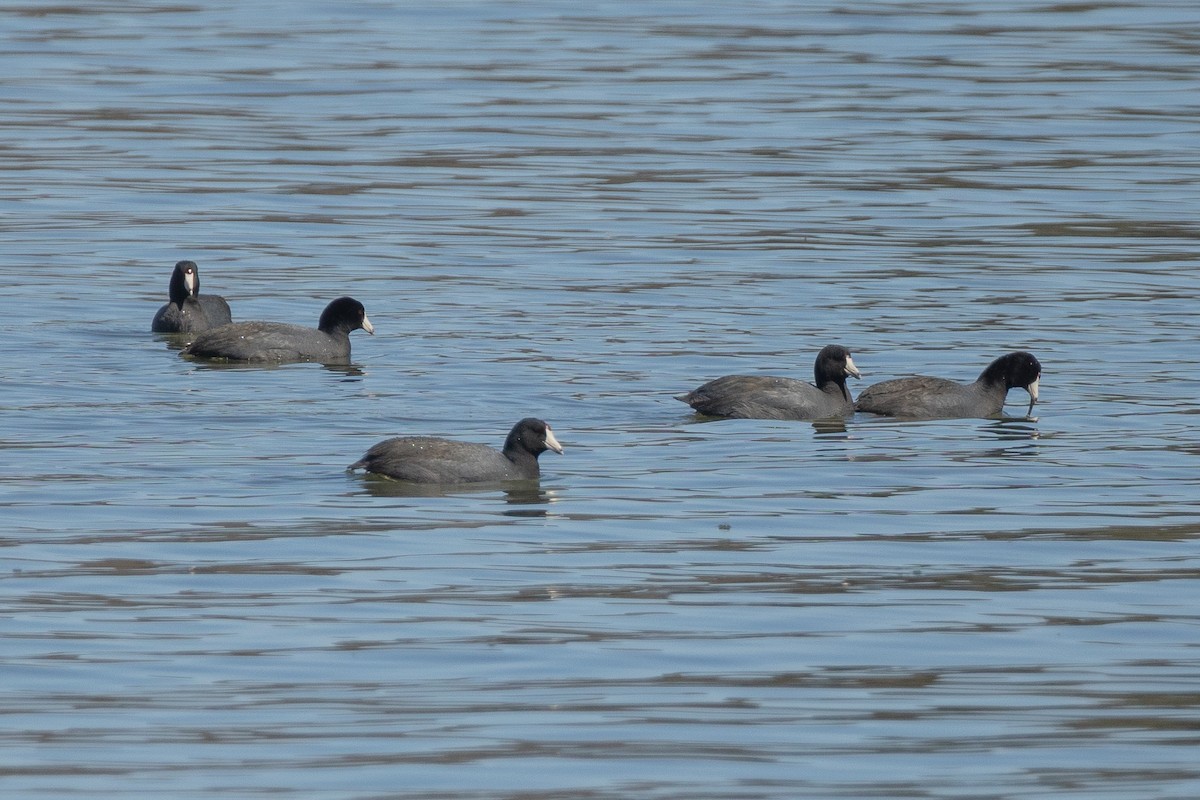 Pennsylvania Bird Atlas Checklist - 24 Mar 2024 - Shawnee SP - 32 species