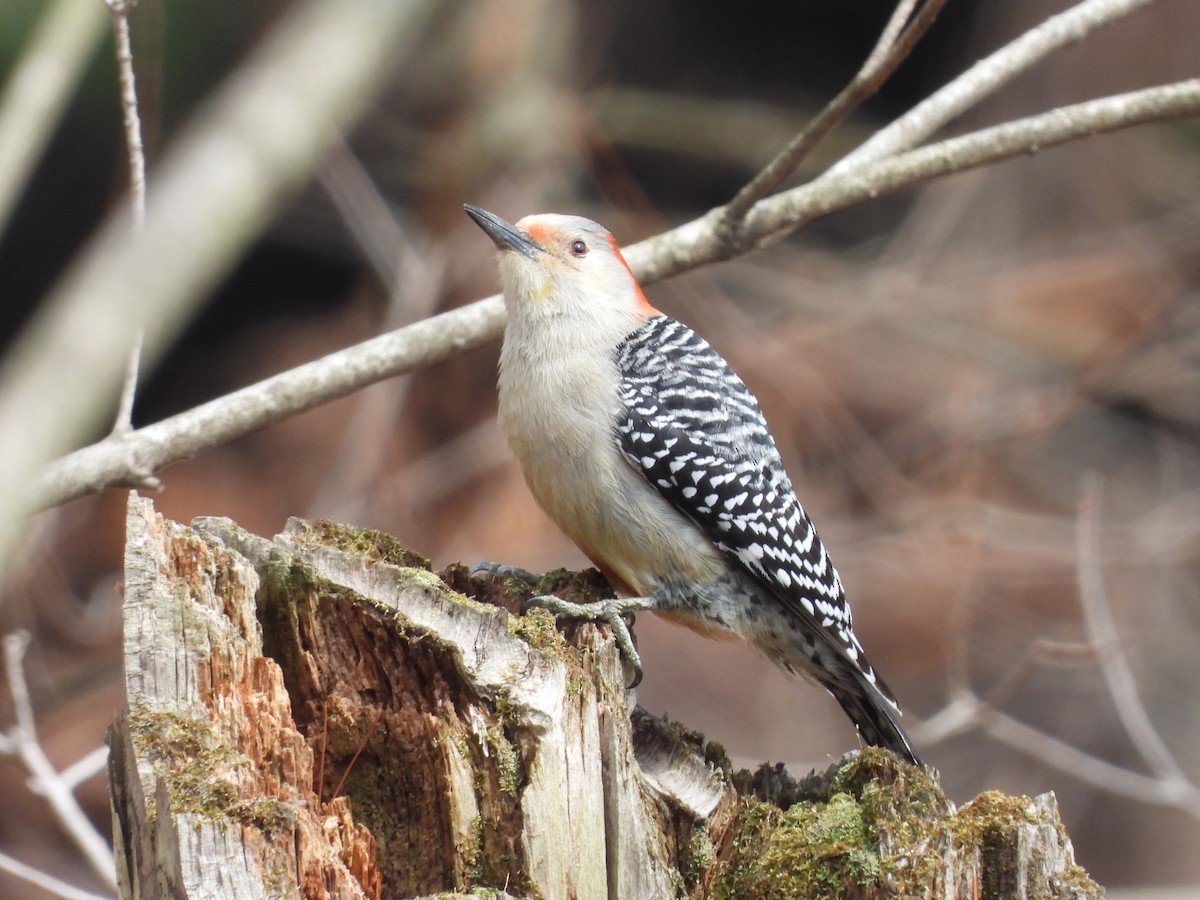 eBird Checklist - 30 Mar 2024 - Shale Hollow Preserve - 33 species