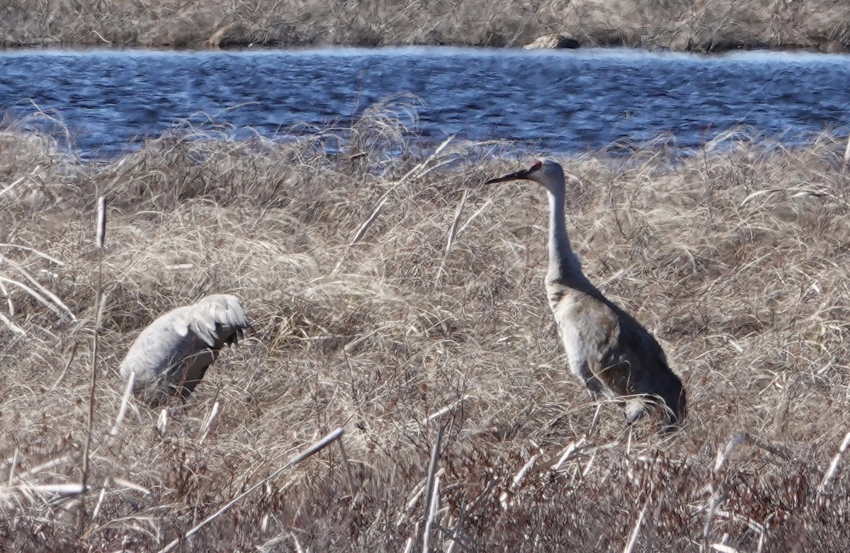 eBird Checklist - 30 Mar 2024 - Tupper Lake Overlook--North - 3 species