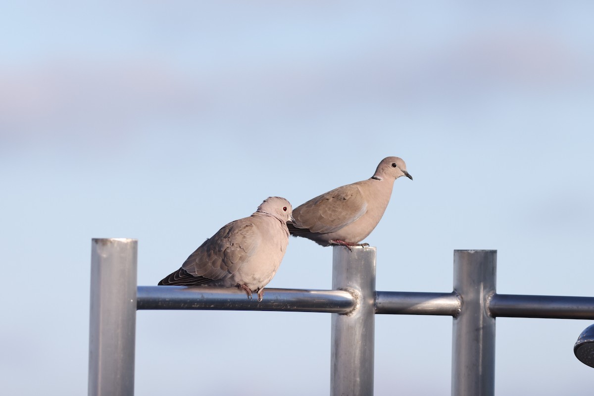 eBird Checklist - 1 Jun 2022 - Sùla Sgeir - 11 species (+1 other taxa)