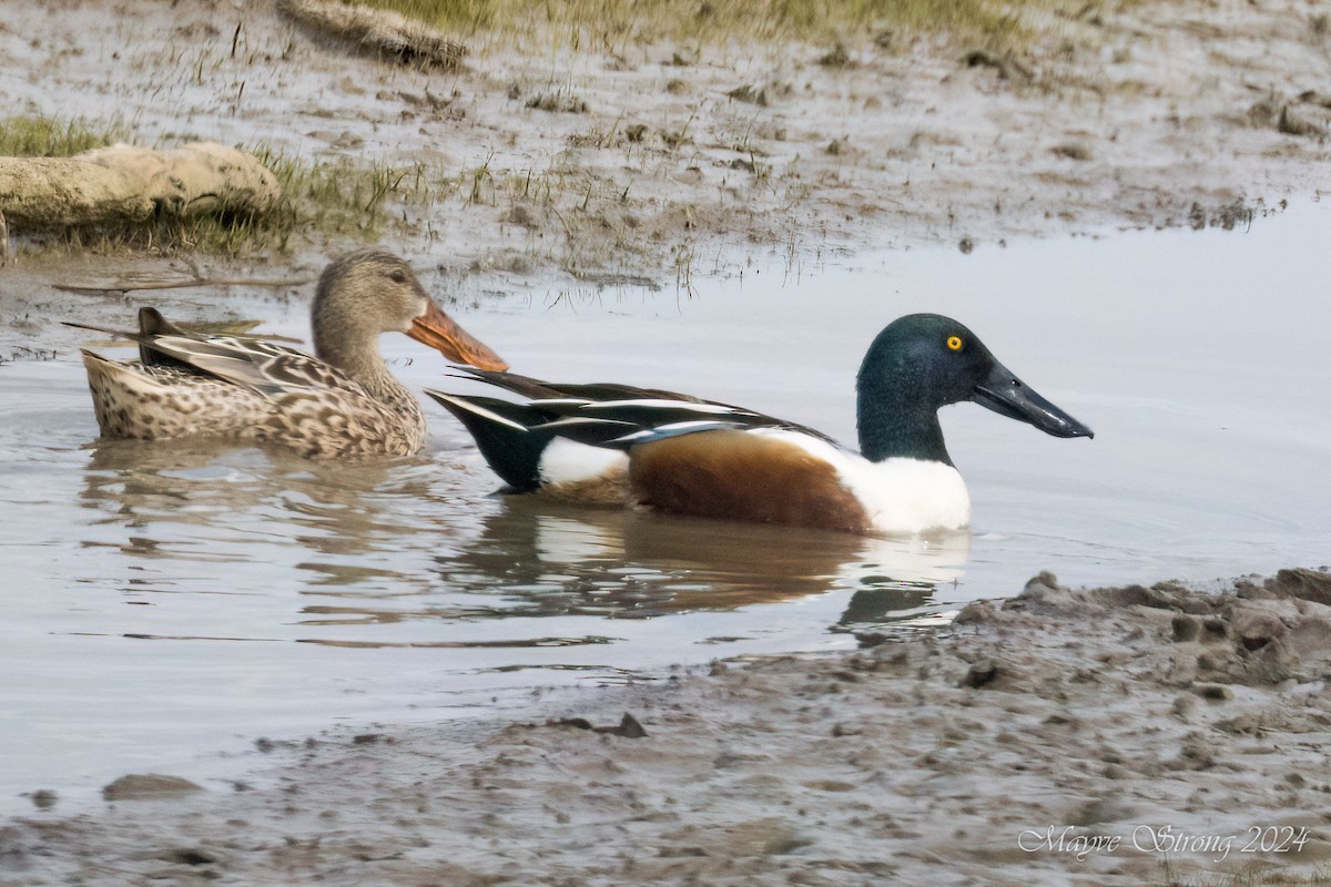 eBird Checklist - 30 Mar 2024 - Hagerman NWR - 54 species