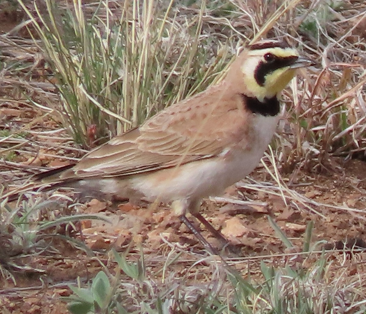 eBird Checklist - 23 Mar 2024 - stakeout Lapland Longspur, Davis Pasture (2018) - 5 species