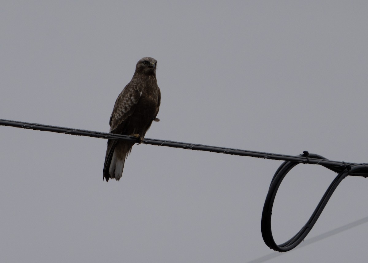 eBird Checklist - 30 Mar 2024 - 11601–11999 W Vernon Rd, Remus US-MI 43 ...