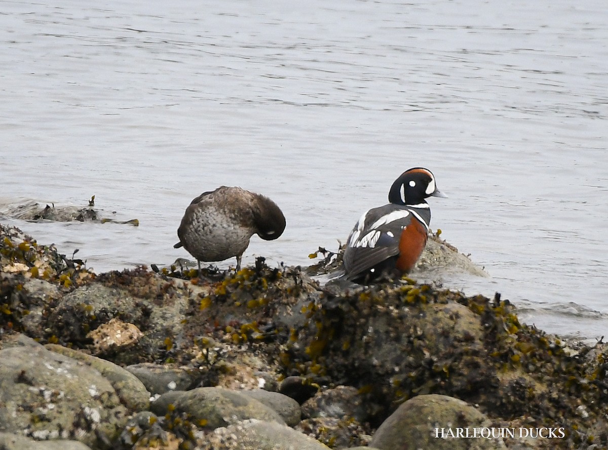 eBird Checklist - 30 Mar 2024 - Tsawwassen Ferry Terminal Jetty - 5 species