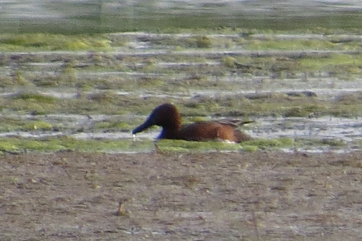 eBird Checklist - 30 Mar 2024 - Richland Creek WMA (N. Unit)(Freestone ...