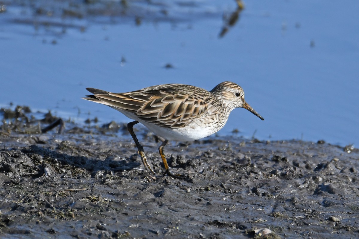 eBird Checklist - 29 Mar 2024 - Cone Marsh WMA - 62 species
