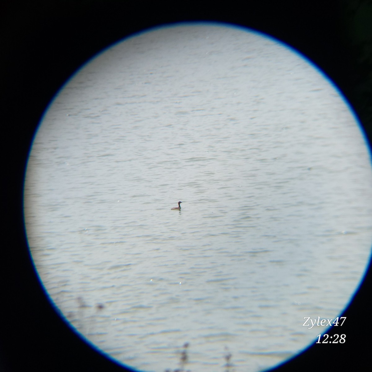 eBird Checklist - 31 Mar 2024 - 동구리저수지(Donggu-ri reservoir), Hwasun-eup ...
