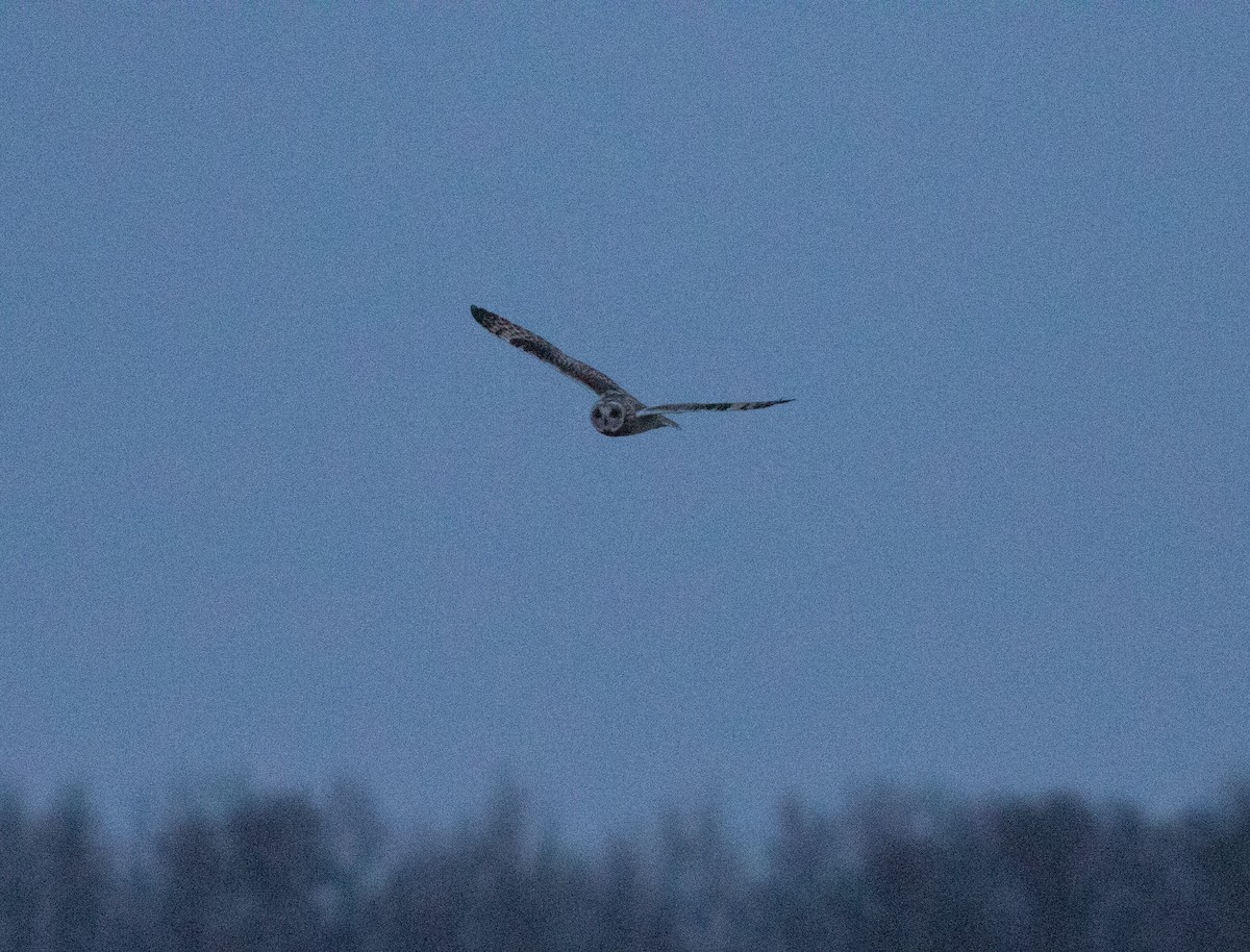 eBird Checklist - 30 Mar 2024 - Manawan (Egg) Lake - 3 species