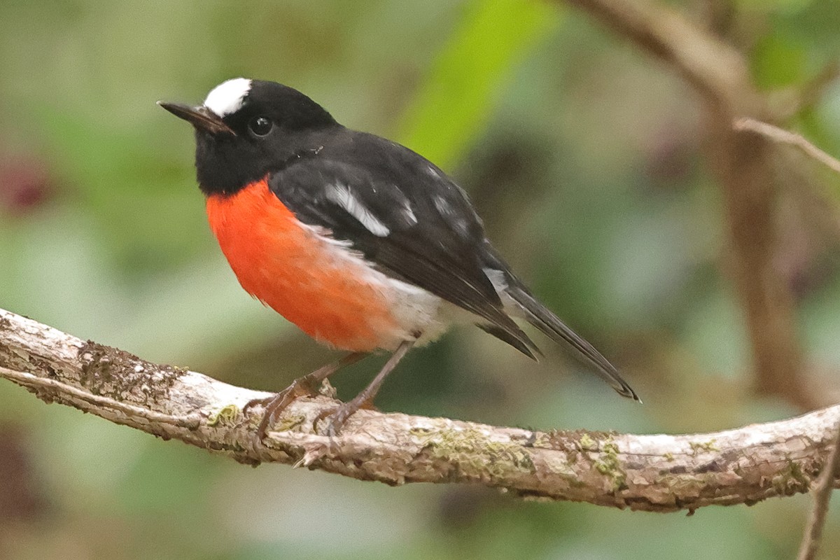 eBird Checklist - 25 Mar 2024 - Norfolk Island National Park--Palm Glen ...