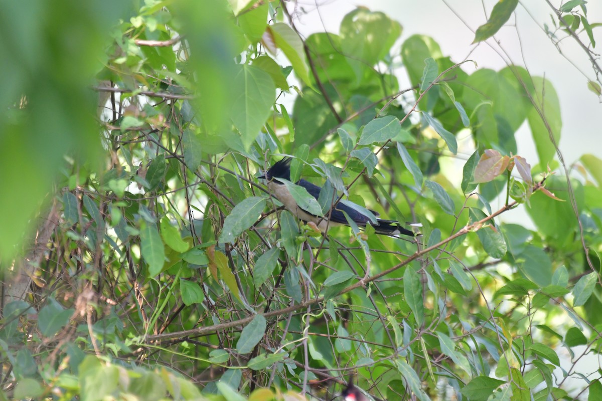 eBird Checklist - 31 Mar 2024 - Karingali Puncha, Pandalam - 63 species