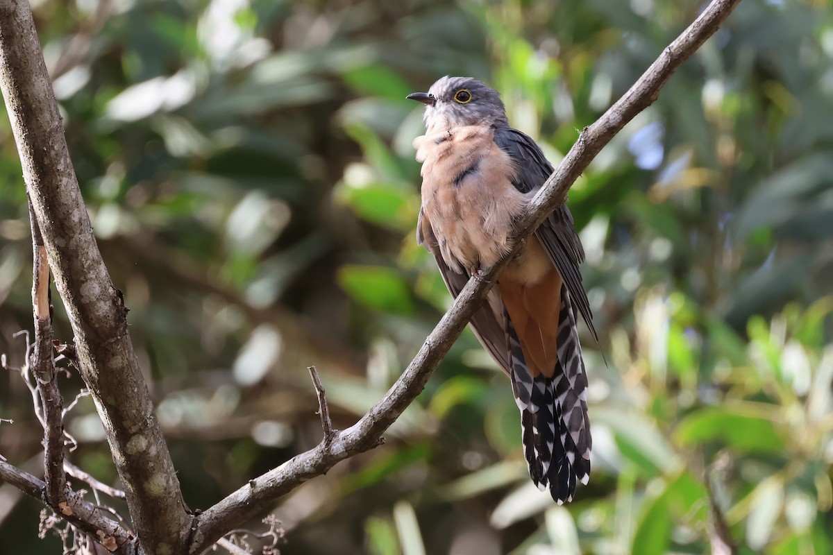 eBird Checklist - 31 Mar 2024 - Ringtail Crossing Nature Refuge ...