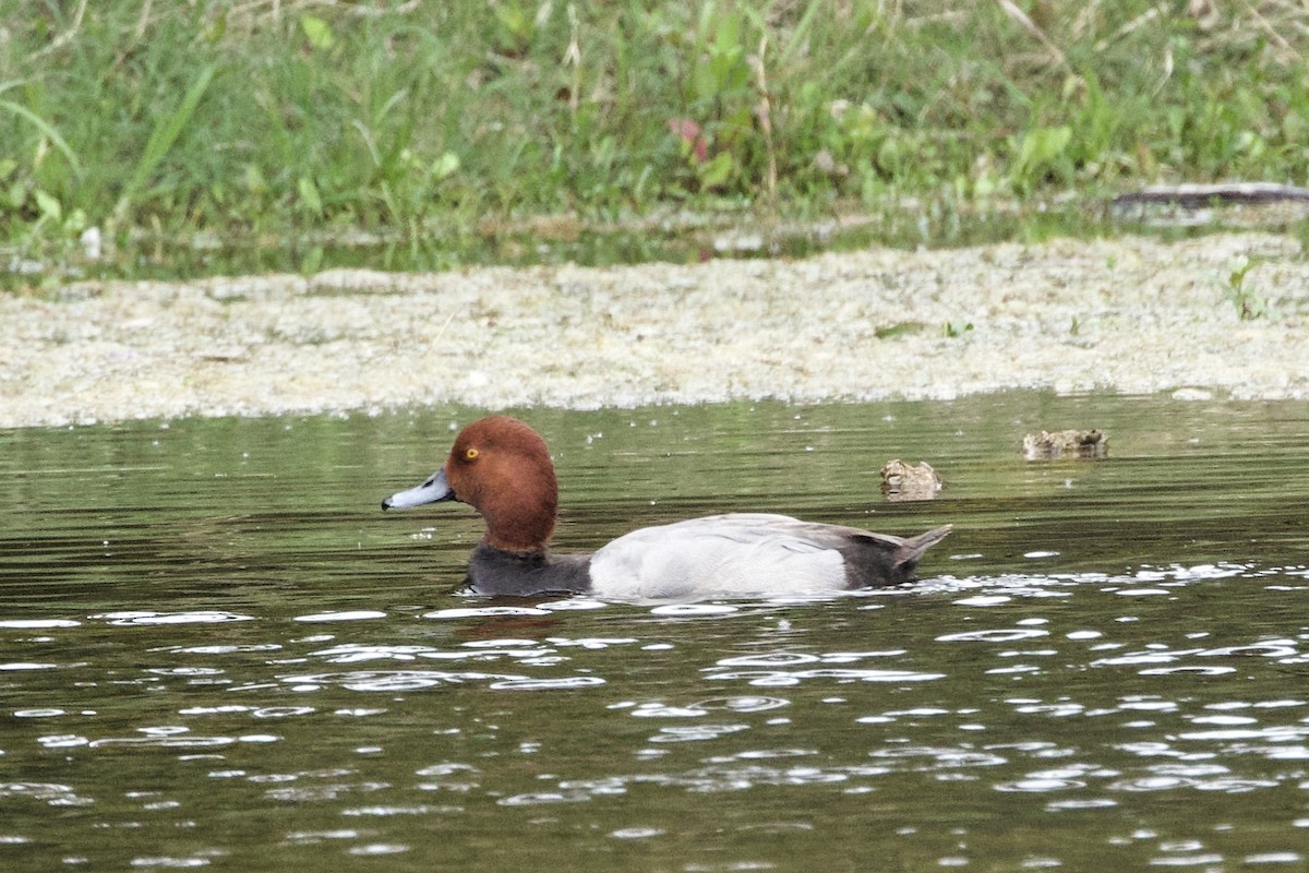 eBird Checklist - 30 Mar 2024 - Fulton--Linda S. Castro Nature ...