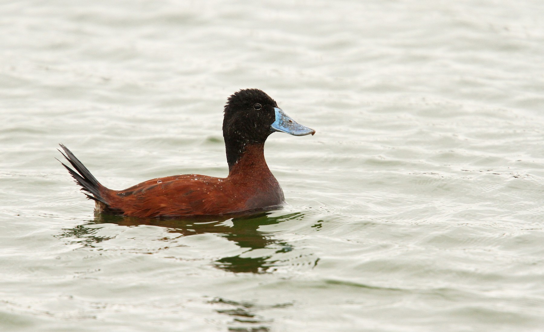 Pato Andino (ferruginea) - eBird