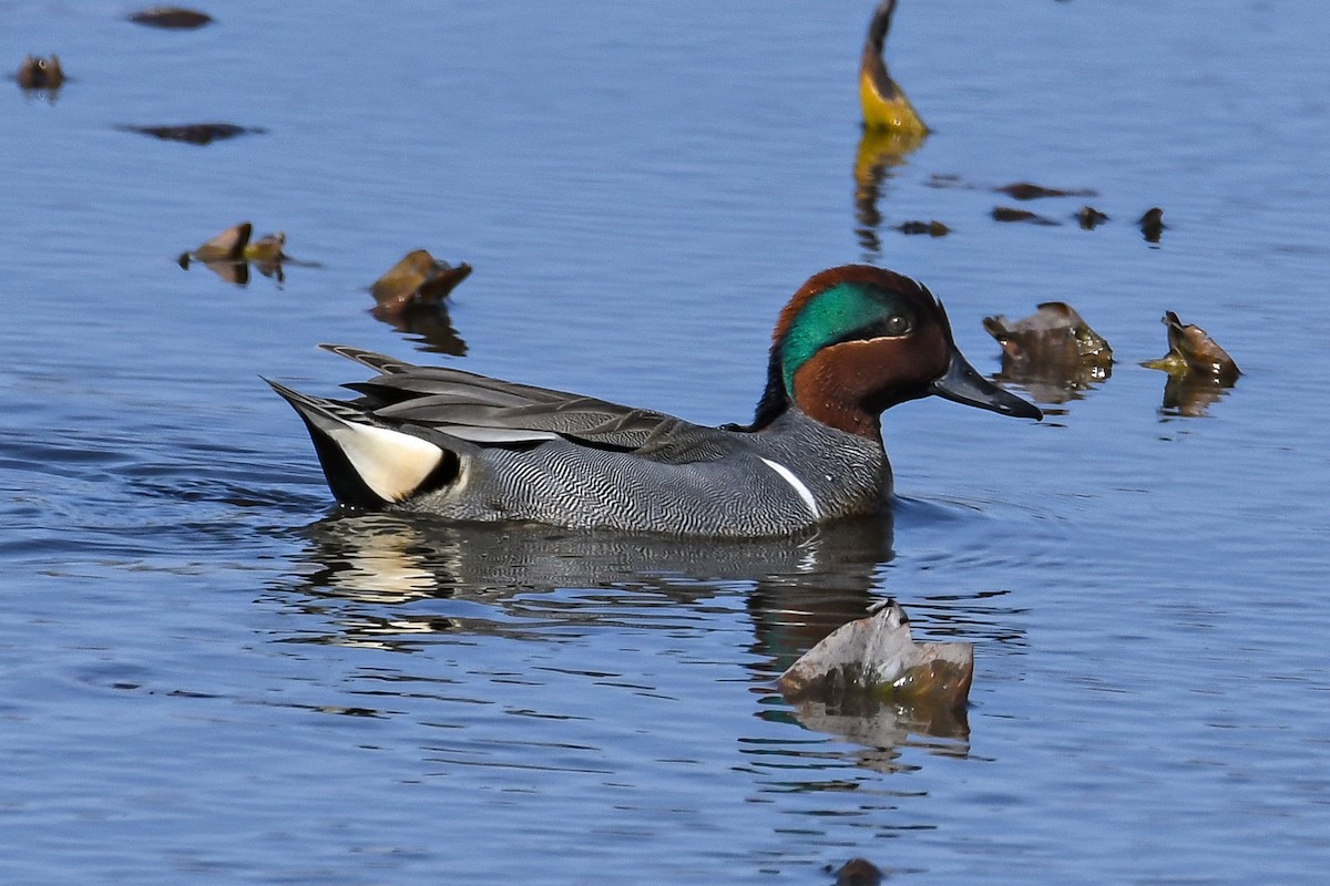 eBird Checklist - 30 Mar 2024 - Cone Marsh WMA - 60 species