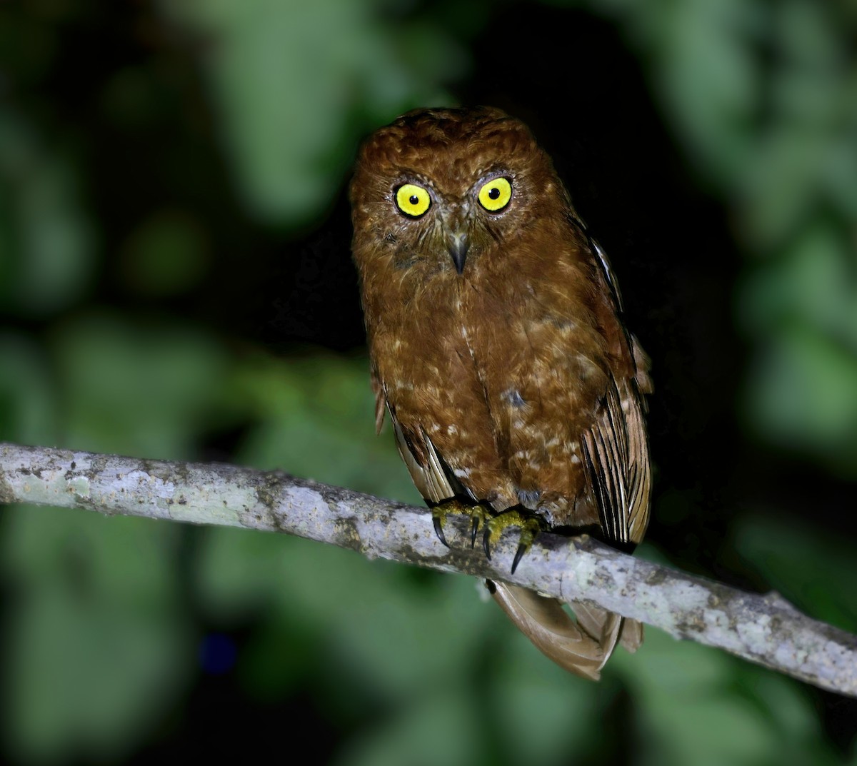 eBird Checklist - 23 Mar 2024 - Kamorta Island - 19 species