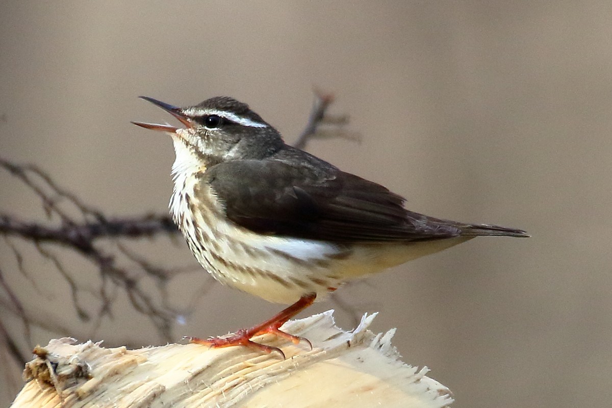 Maryland-DC Breeding Bird Atlas Checklist - 31 Mar 2024 - Susquehanna ...