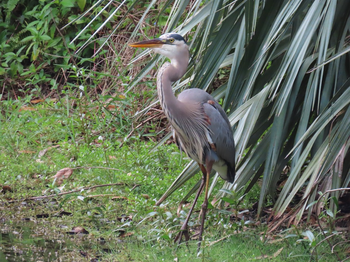 eBird Checklist - 31 Mar 2024 - Jupiter Community Park - 12 species