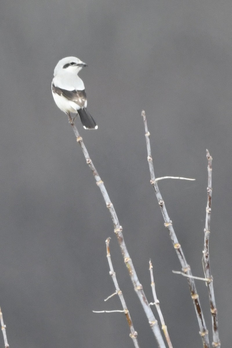 eBird Checklist - 31 Mar 2024 - Van Dyne Spoor Rd. - 40 species