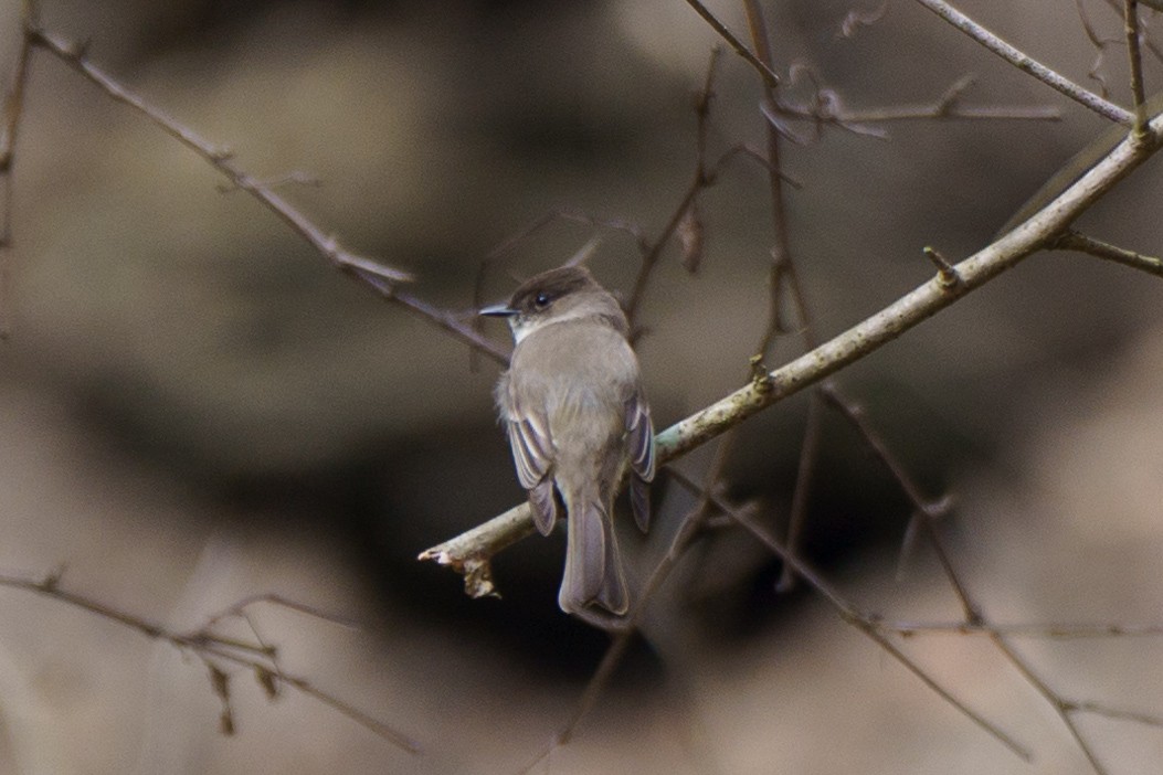 Pennsylvania Bird Atlas Checklist - 31 Mar 2024 - Fall Run Park - 21 species