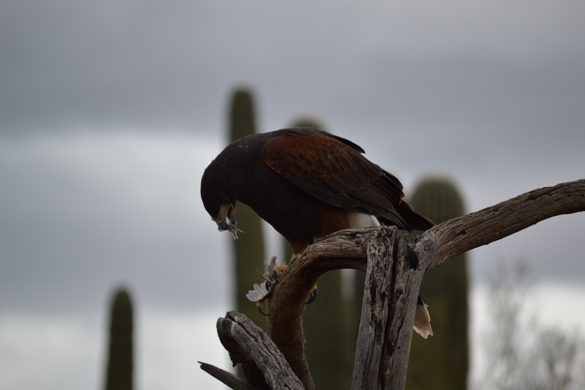 eBird Checklist - 31 Mar 2024 - Sabino Canyon - 8 species