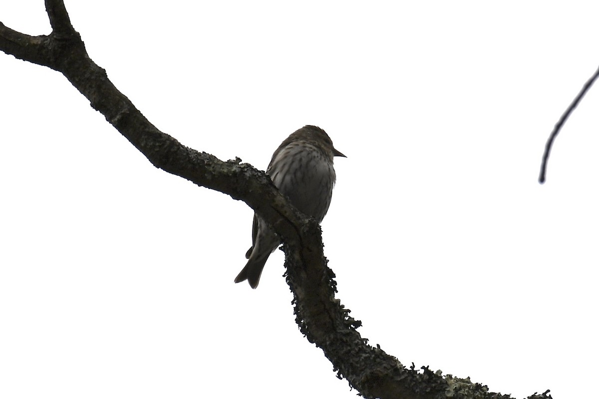 Pennsylvania Bird Atlas Checklist - 31 Mar 2024 - State Game Lands 183 - 14 species