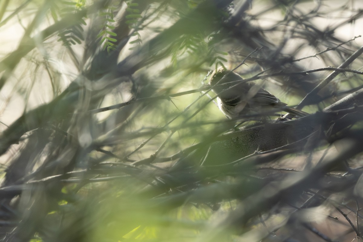 eBird Checklist - 31 Mar 2024 - Palo Verde Ecological Reserve - 97 ...