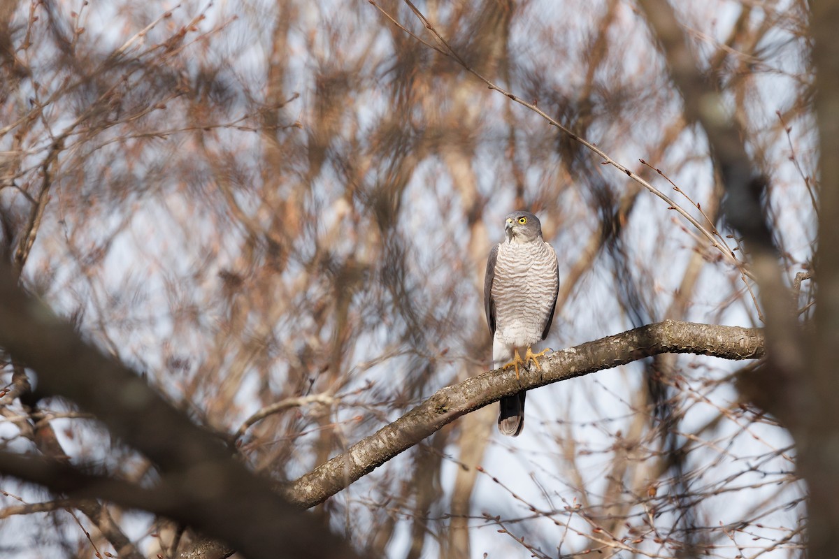 eBird Checklist - 31 Mar 2024 - 横瀬町-- 埼玉県県民の森 (Yokoze--Saitama ...