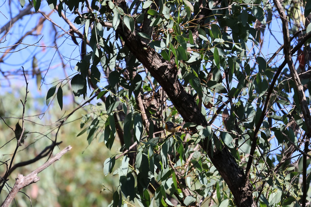eBird Checklist - 1 Apr 2024 - West Goulburn Bushland Reserve - 25 species