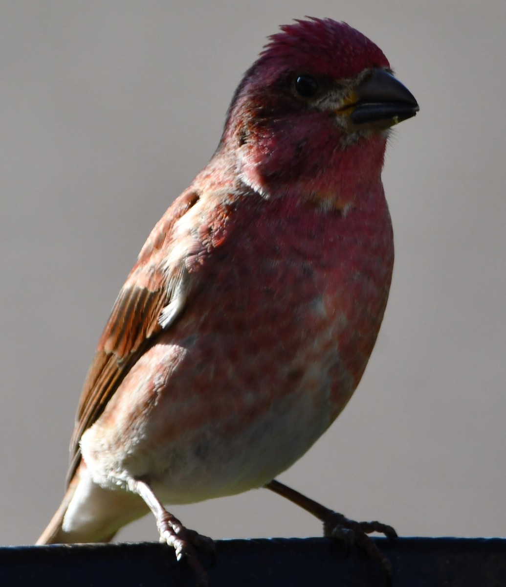 eBird Checklist - 29 Mar 2024 - US-OH-Ontario-3141 Ponderosa Ave - 40 ...