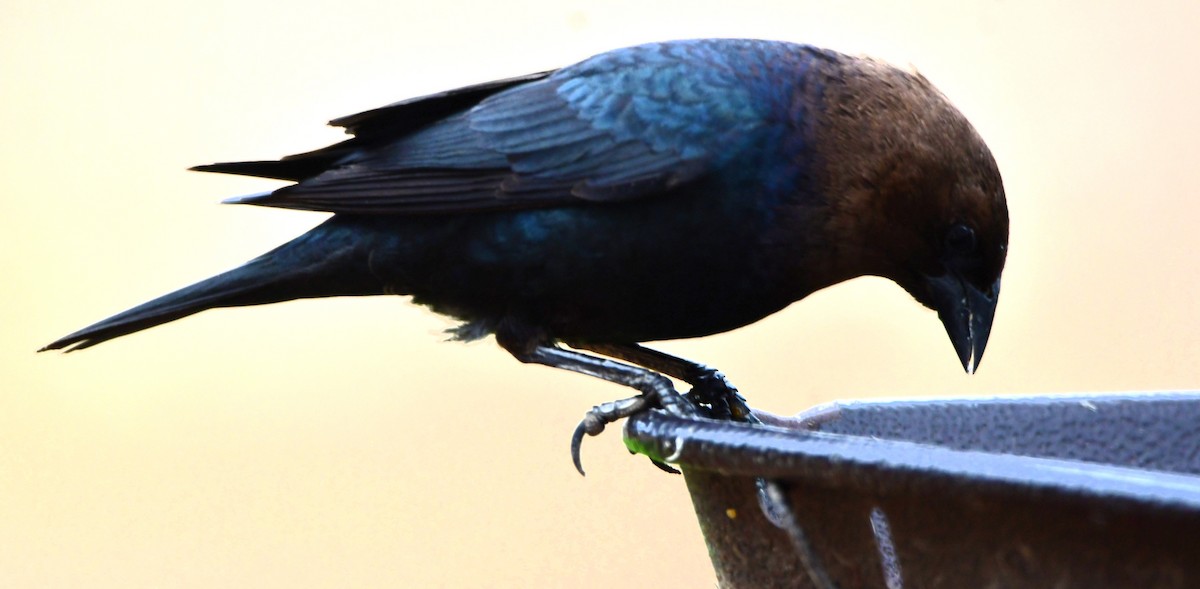 eBird Checklist - 26 Mar 2024 - US-OH-Ontario-3141 Ponderosa Ave - 40 ...