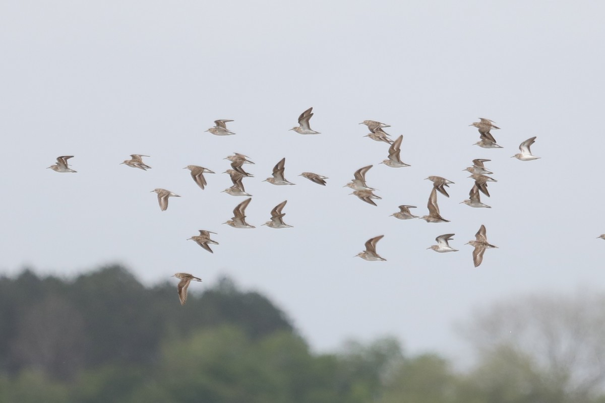 eBird Checklist - 31 Mar 2024 - Andover Road - 21 species