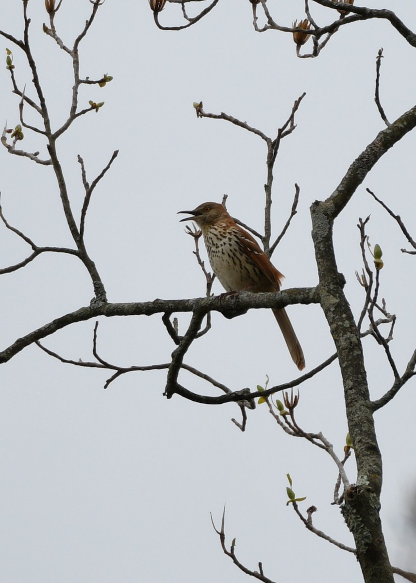 Pennsylvania Bird Atlas Checklist - 31 Mar 2024 - Dreamcatcher Farm - Home - 24 species