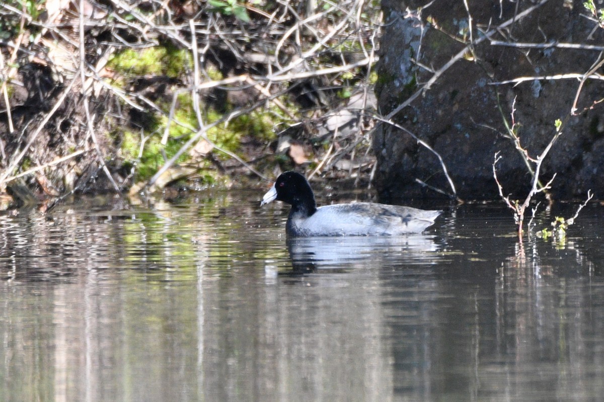 Pennsylvania Bird Atlas Checklist - 29 Mar 2024 - Ephrata Twp. Community Park - 26 species