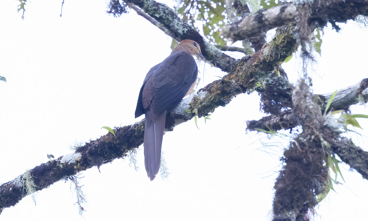 eBird Checklist - 25 Mar 2024 - Mt. Tagubud, New Bataan - 27 species
