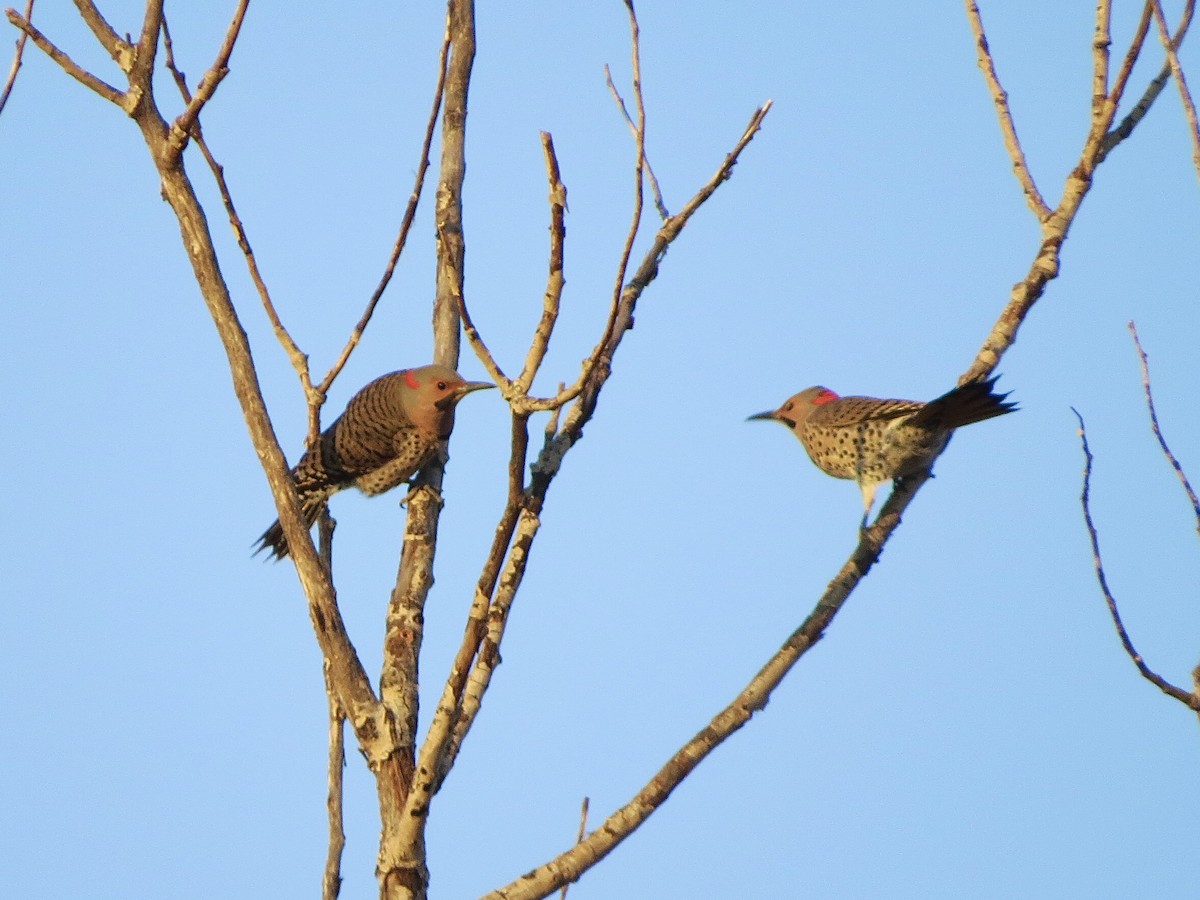 eBird Checklist - 1 Apr 2024 - Taylor Bait Farm - 38 species