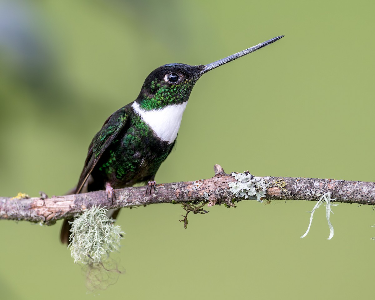 Collared Inca (Collared) - eBird