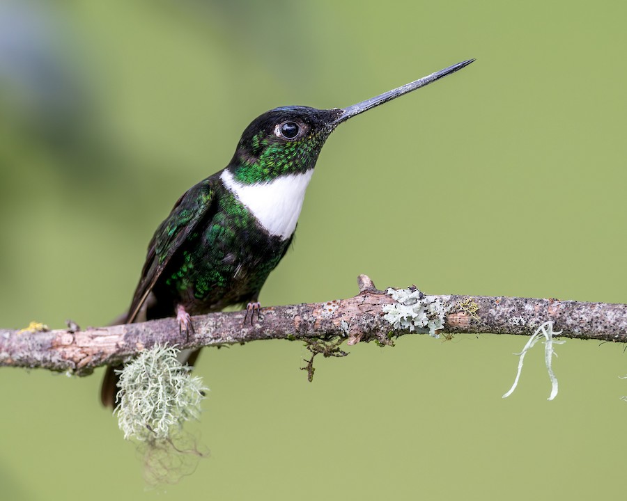 Collared Inca (Collared) - eBird
