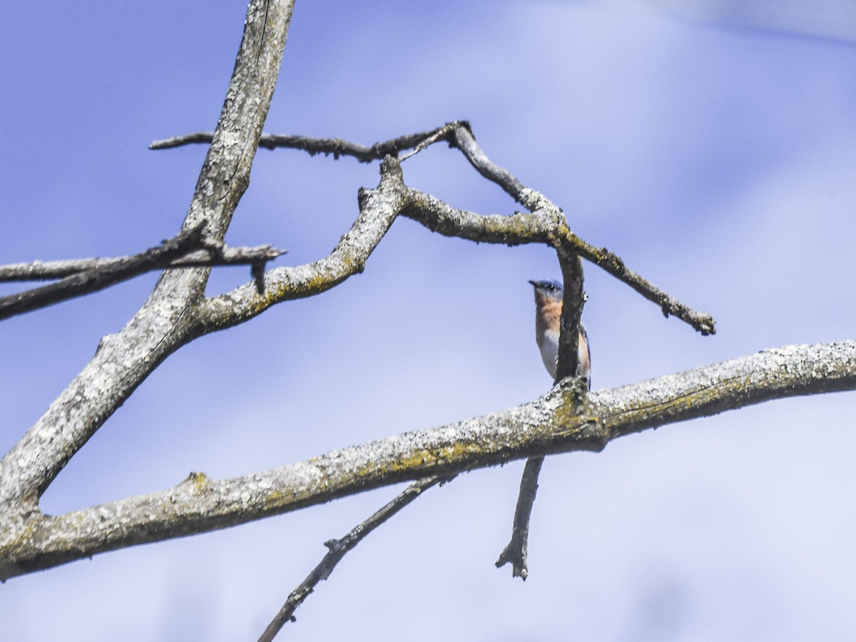 Pennsylvania Bird Atlas Checklist - 27 Mar 2024 - Westmoreland Heritage Trail--Slickville to ...