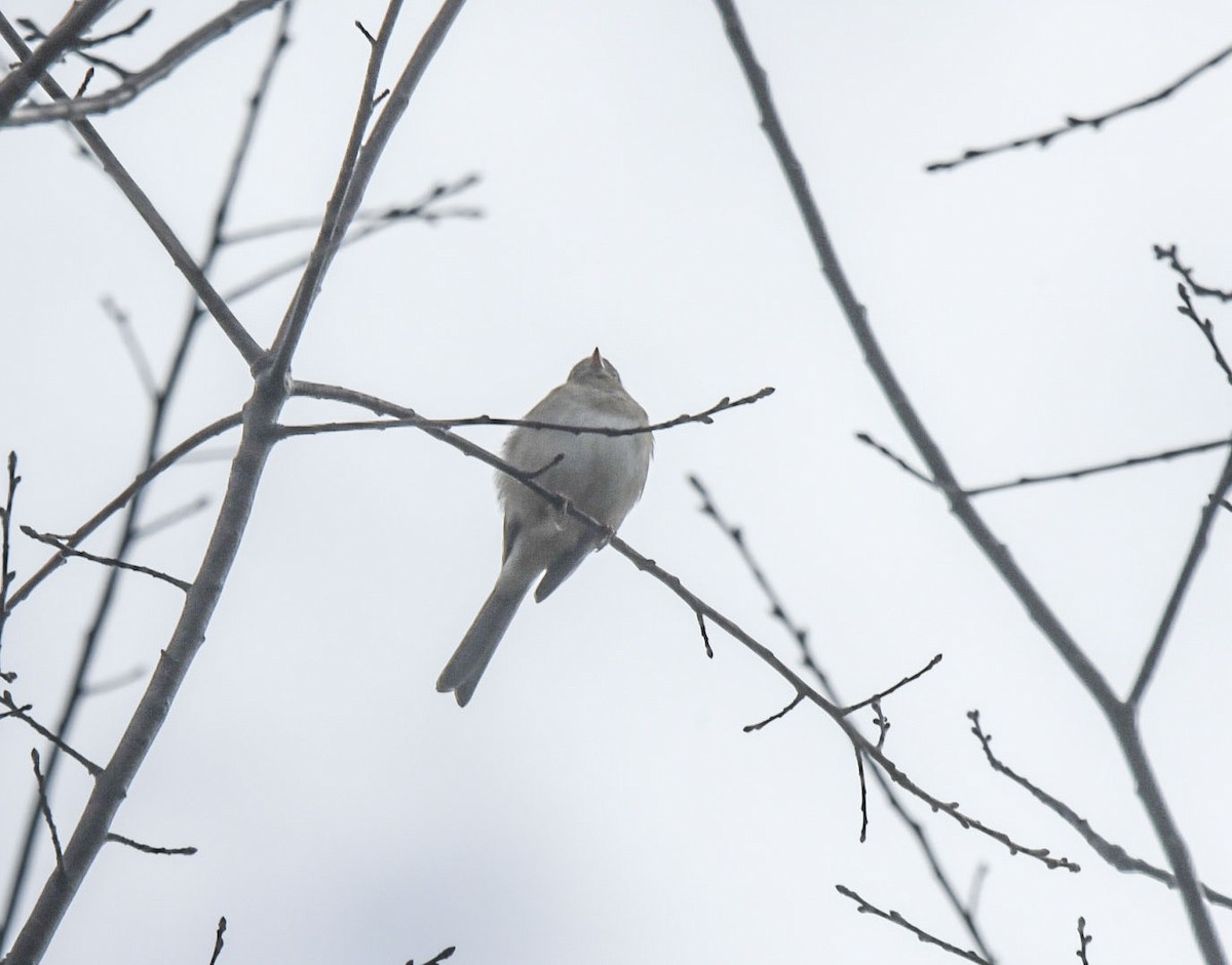 Pennsylvania Bird Atlas Checklist - 27 Mar 2024 - Westmoreland Heritage Trail, Saltsburg ...