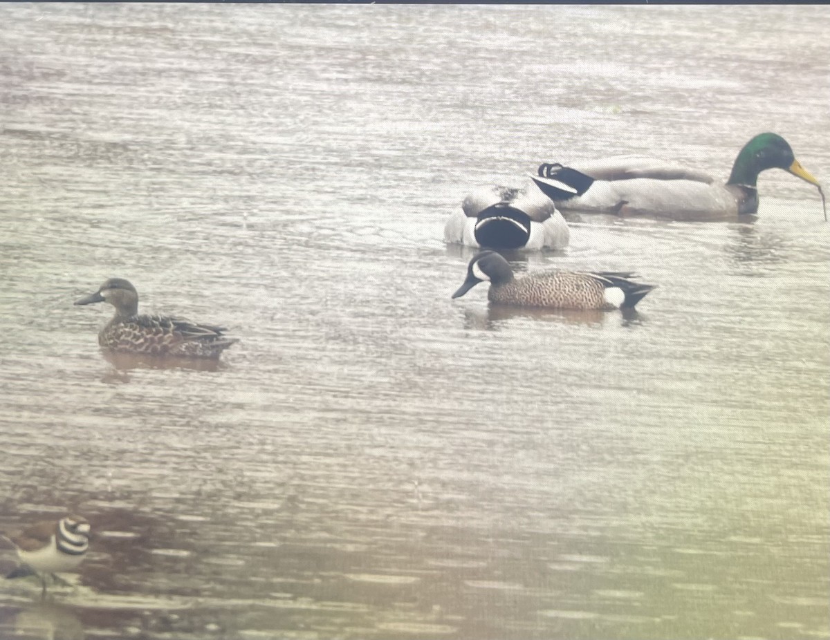 Pennsylvania Bird Atlas Checklist - 1 Apr 2024 - Mount Pocono Airport/Lynchwood Lake (restricted ...