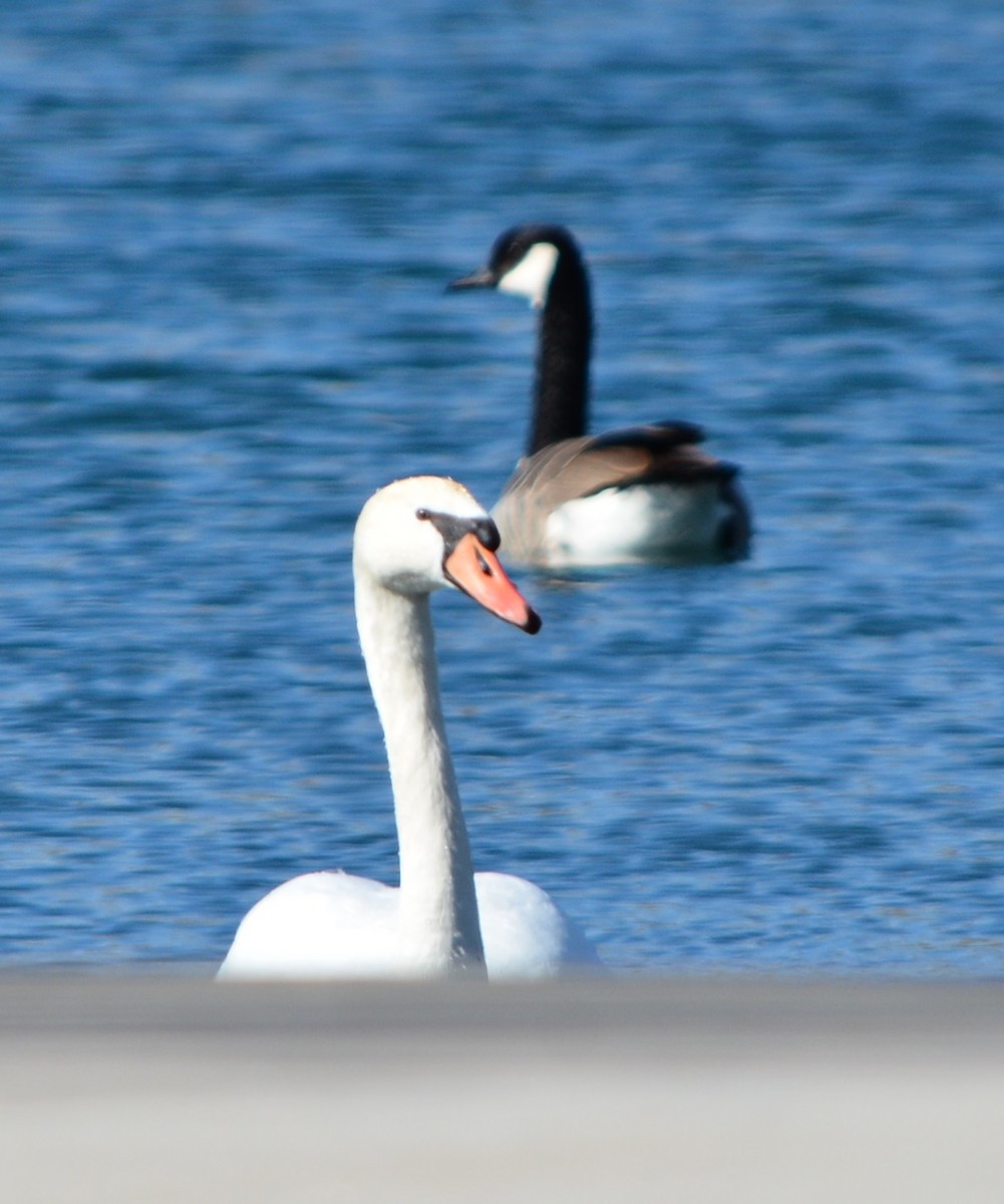 eBird Checklist - 1 Apr 2024 - General Motors Technical Center ...