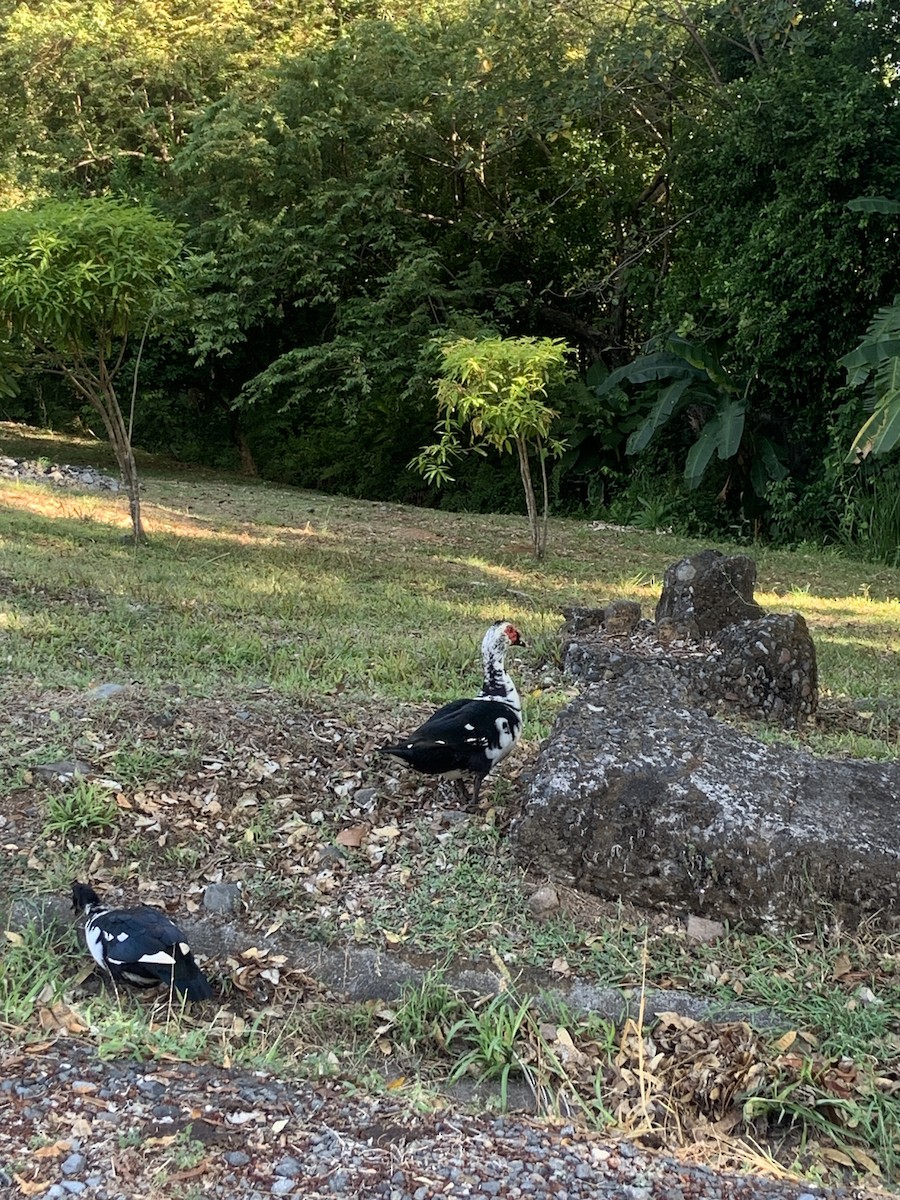 eBird Checklist - 31 Mar 2024 - colinas de santa cruz - 4 species