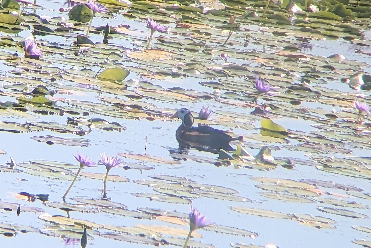eBird Checklist - 1 Apr 2024 - Ramisi Sugar Dam - 27 species