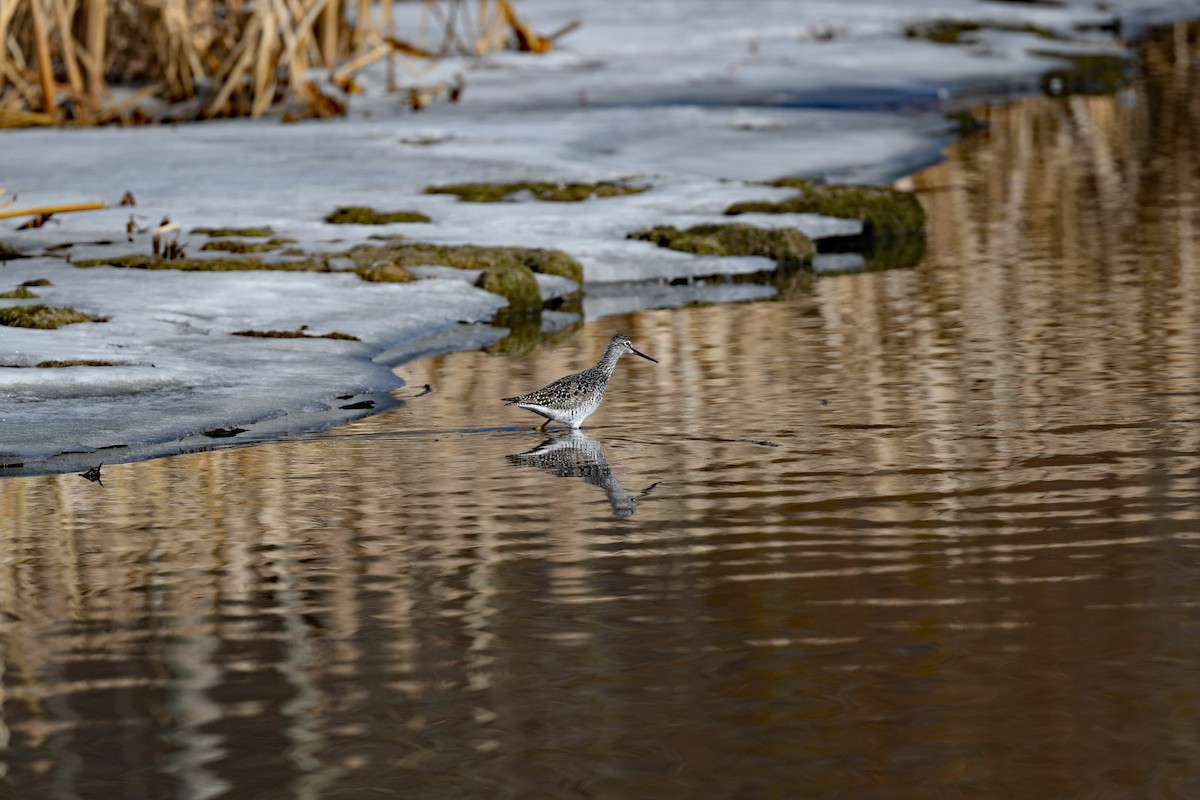 eBird Checklist - 1 Apr 2024 - Edmonton--Hermitage Park - 15 species
