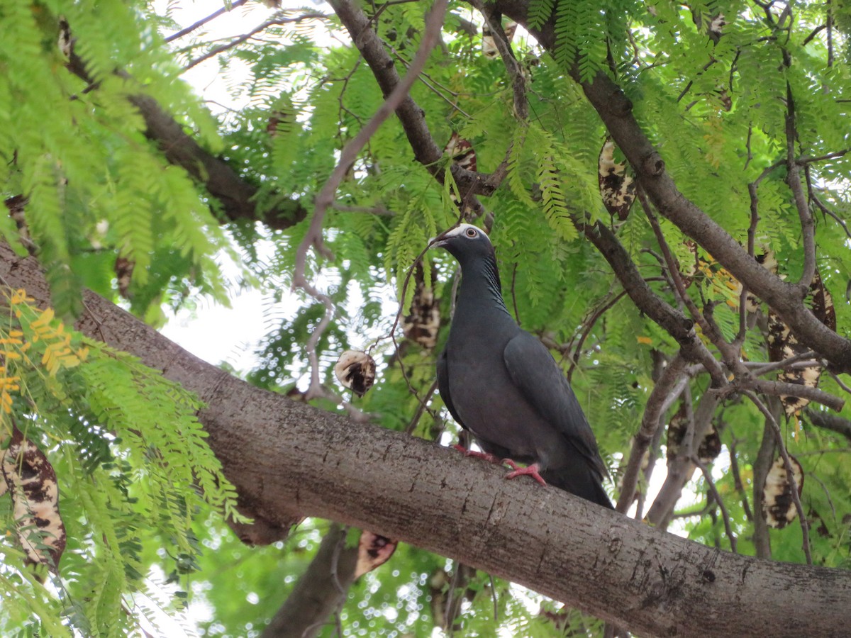 eBird Checklist - 22 Mar 2024 - Mallory Square, Key West, FL - 9 species