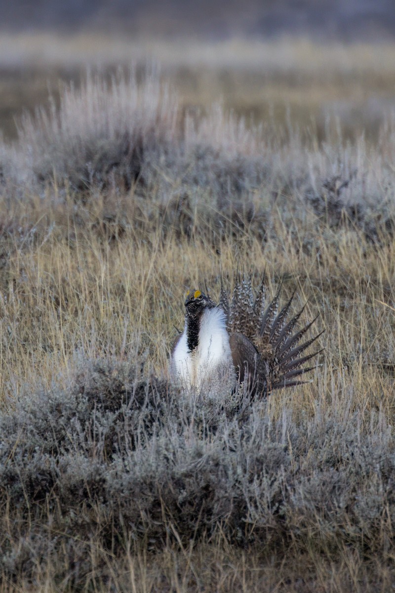 eBird Checklist - 1 Apr 2024 - Sage Grouse Lek - 5 species