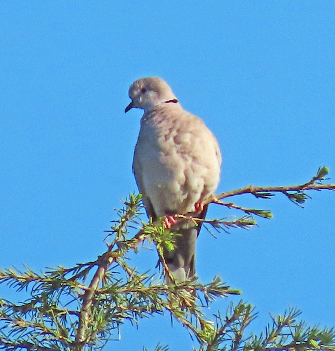 eBird Checklist - 1 Apr 2024 - Dallas Retirement Village - 16 species