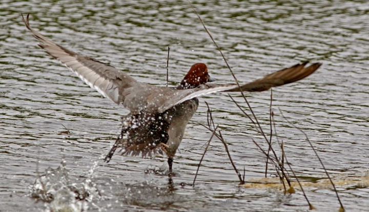 eBird Checklist - 31 Mar 2024 - Fulton--Linda S. Castro Nature ...