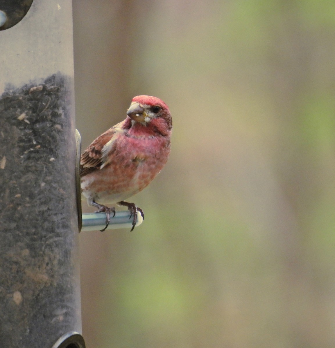 eBird Checklist - 1 Apr 2024 - Yard List - 24 species